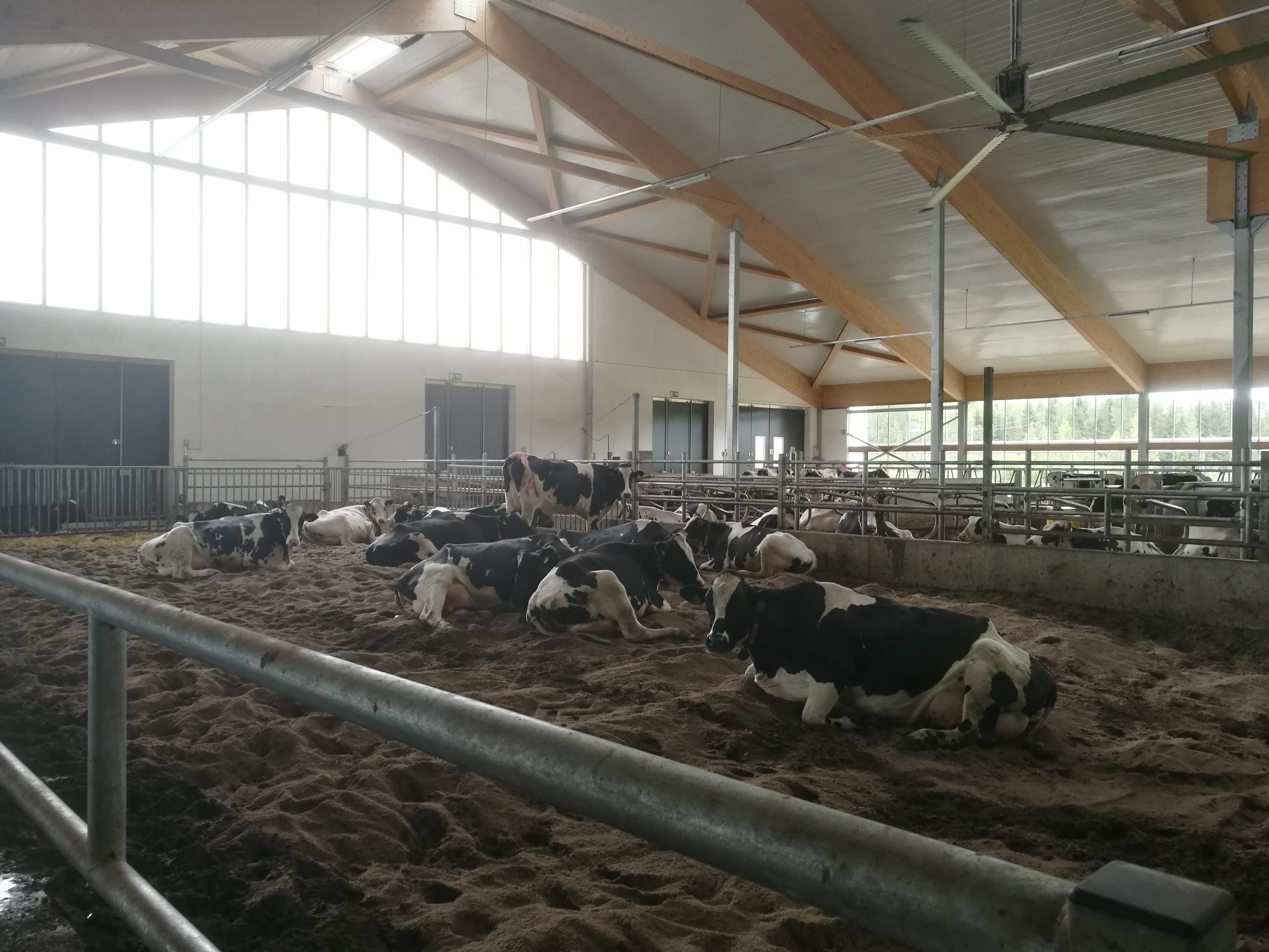 Options for transition cow facilities – 4dBarn